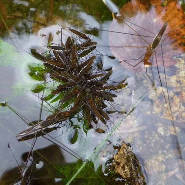 Water Strider | Project Noah