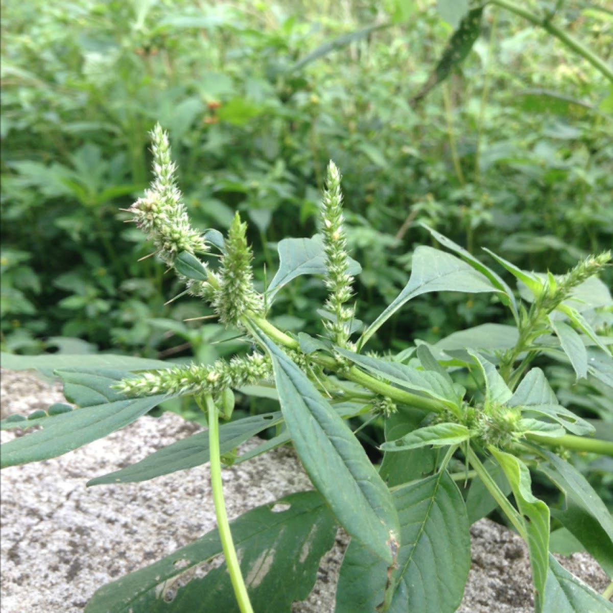 spiny amaranth | Project Noah
