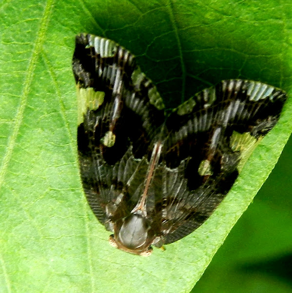 Ricaniid Planthopper | Project Noah