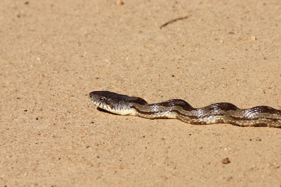 Oak snake, Gray rat snake | Project Noah