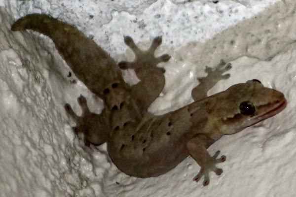 Oceanic Gecko | Project Noah