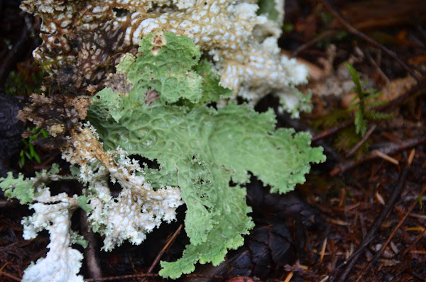 Lettuce lichen | Project Noah