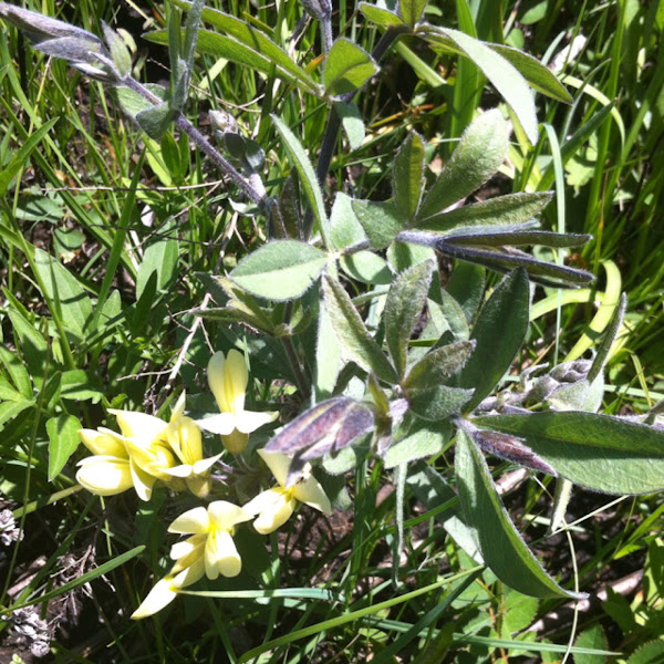 Wild white indigo | Project Noah