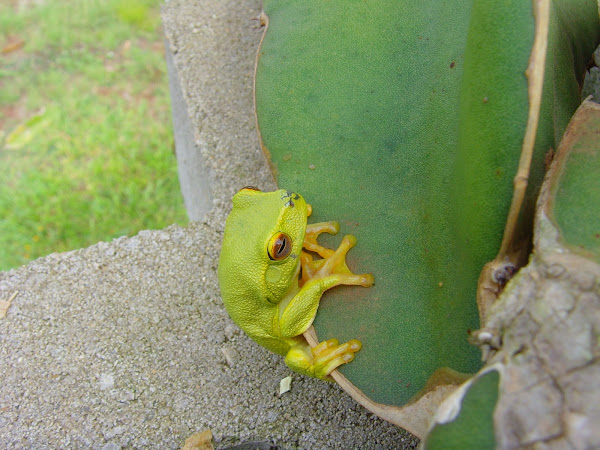 Orange-thighed Frog [Northern Red-eyed Tree Frog] | Project Noah