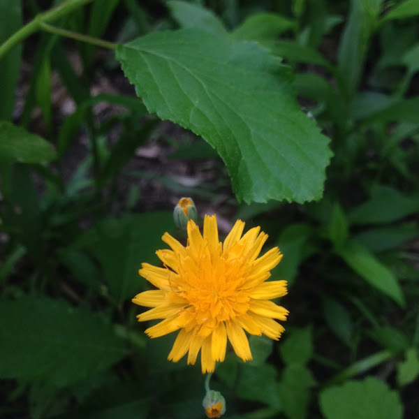 Two-flowered Cynthia | Project Noah