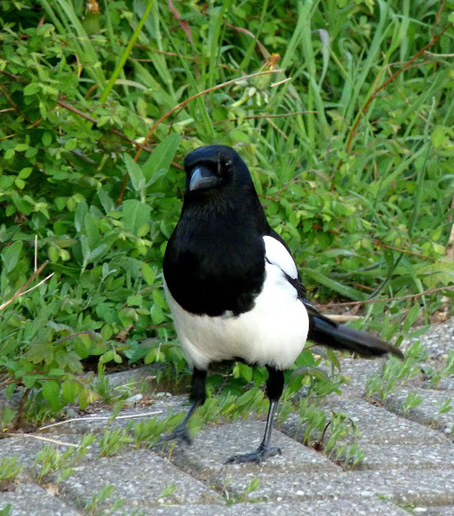 Magpie | Project Noah