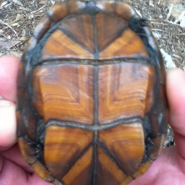 Florida mud turtle | Project Noah