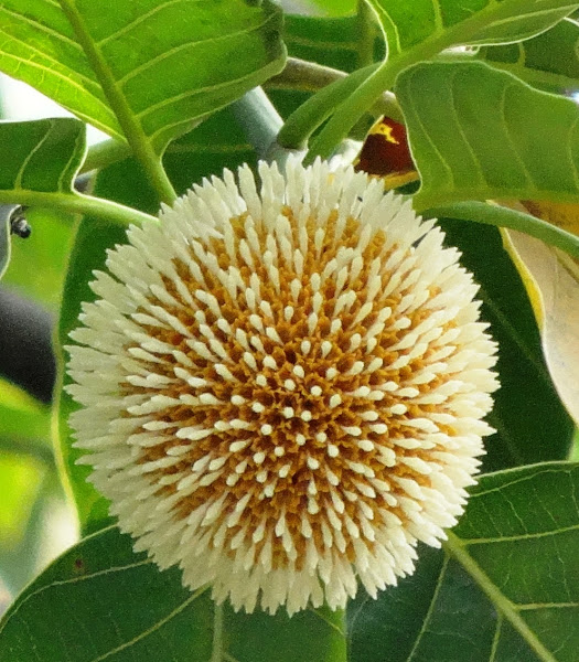 Kadamba | Project Noah