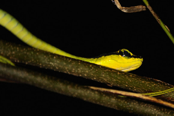 Elegant Bronzeback | Project Noah