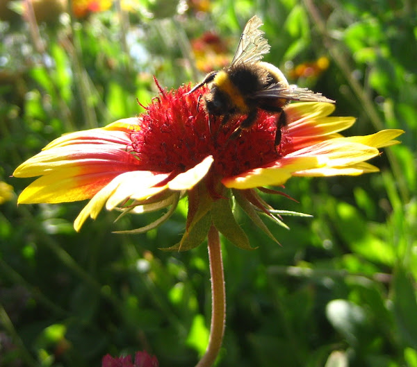 Bumblebee | Project Noah