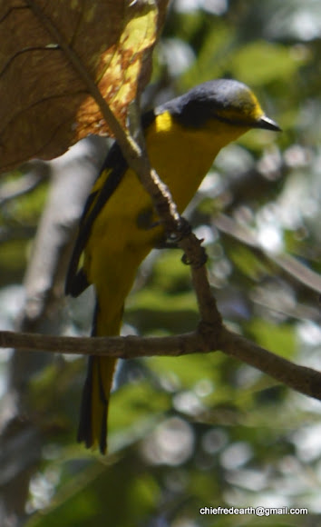 Orange Minivet(Female) | Project Noah