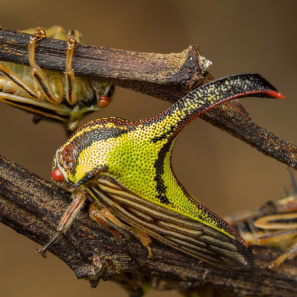 Thornbug | Project Noah