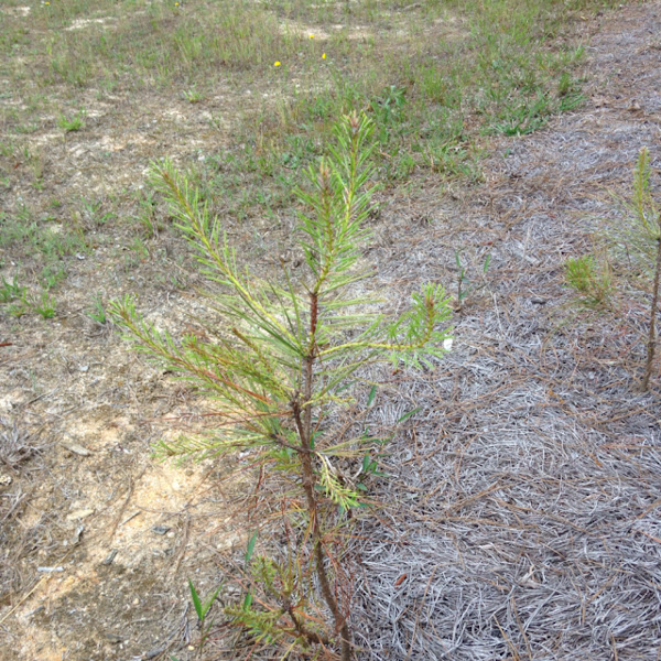 Pine tree | Project Noah