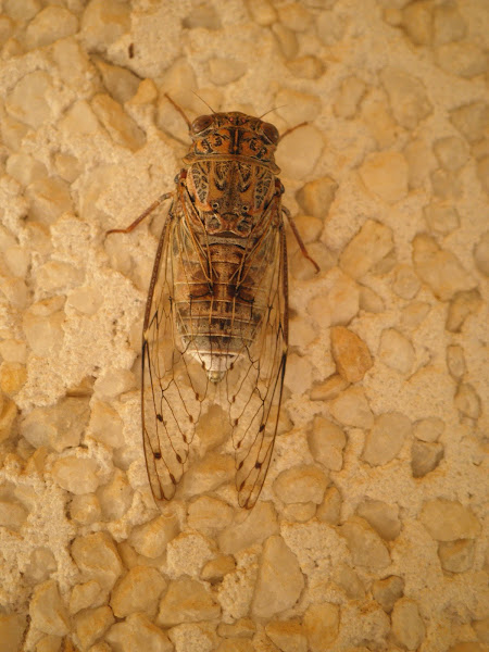 Cigarra, chicharra. Cicada | Project Noah