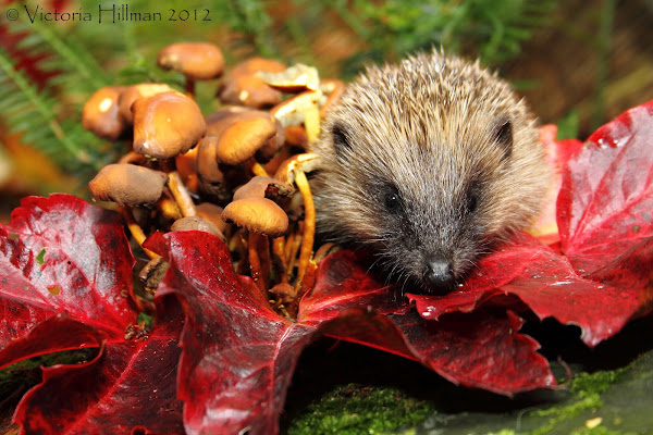 European Hedgehog | Project Noah