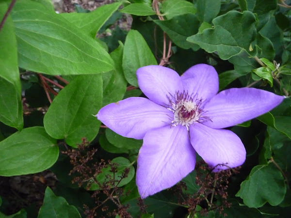 clematis hybrid 'Violet Charm' | Project Noah