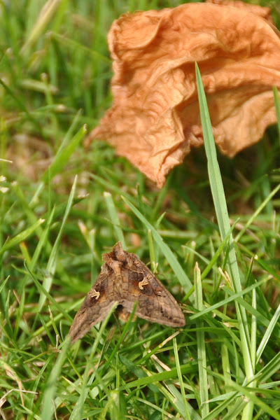 gamma-uil | Project Noah