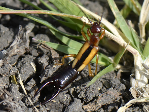 Lined Earwig | Project Noah