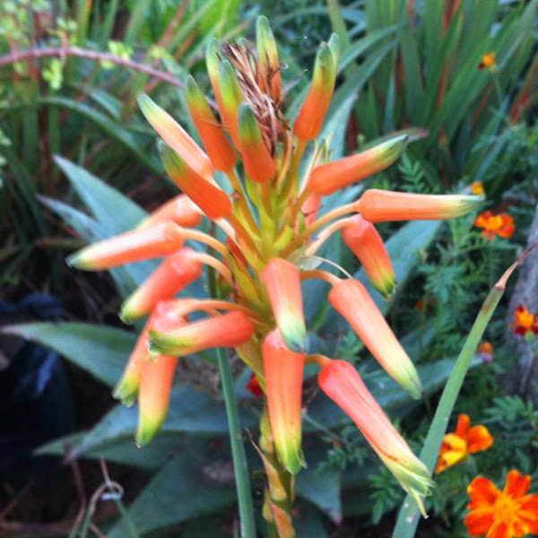 Gras Aalwyn | Project Noah