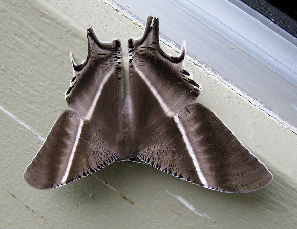 Tropical Swallowtail Moth | Project Noah