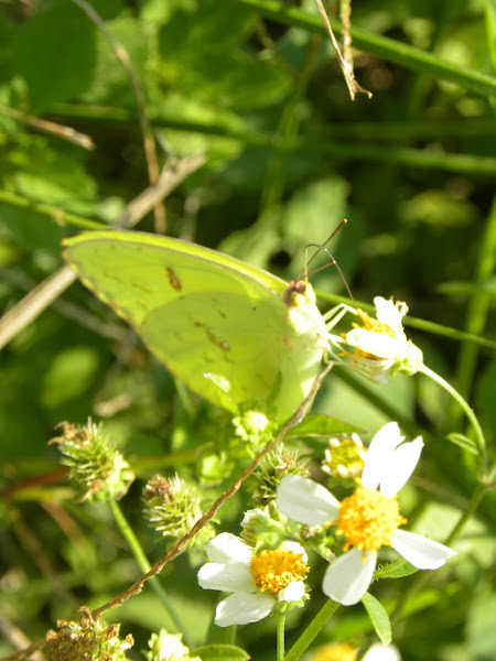 Cloudless Sulphur | Project Noah