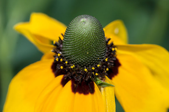 Mexican Hat, Prairie Cone Flower | Project Noah