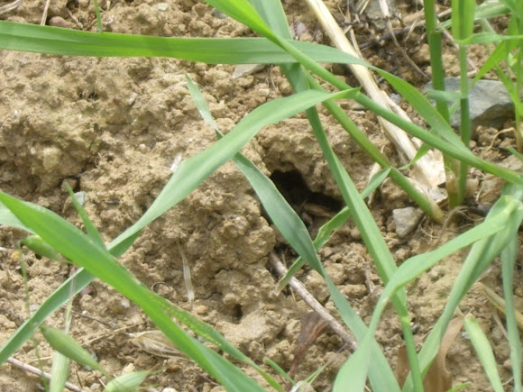 Termite Mound | Project Noah