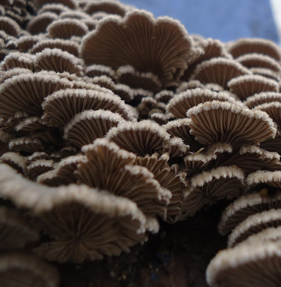 Mushrooms split gills | Project Noah