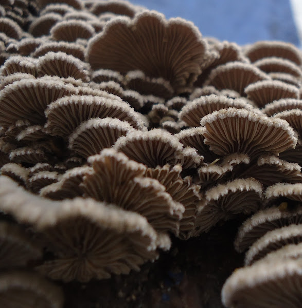 Mushrooms split gills | Project Noah