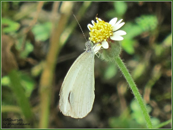 Psyche Butterfly | Project Noah