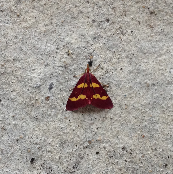 Coffee-Loving Pyrausta Moth | Project Noah