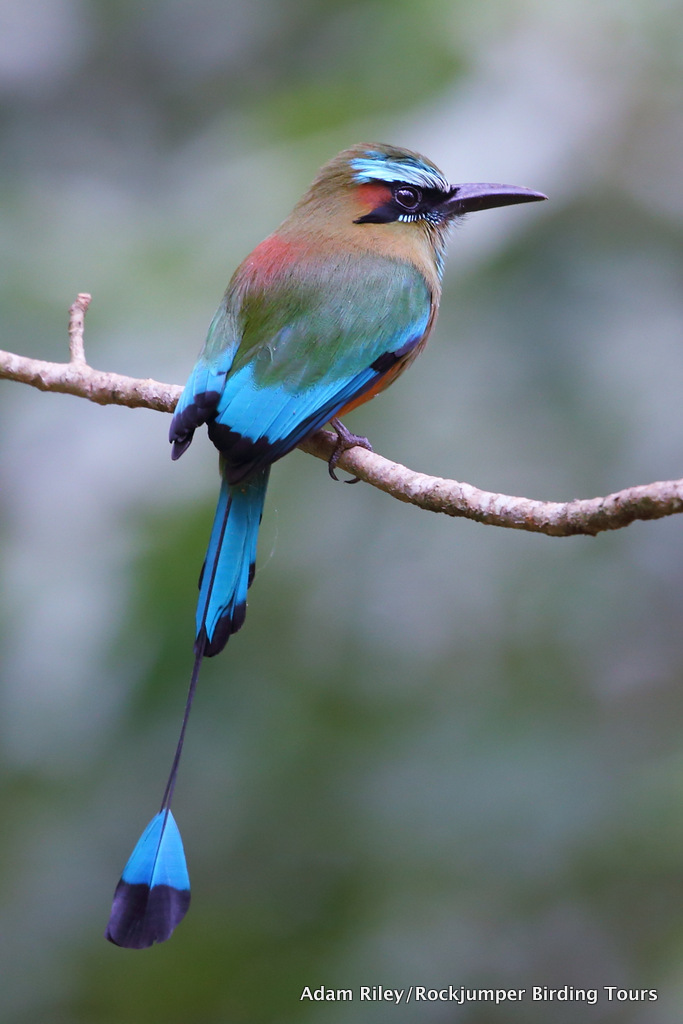 Turquoise-browed Motmot | Project Noah