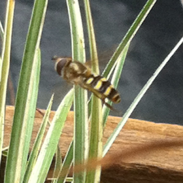 Hover fly | Project Noah