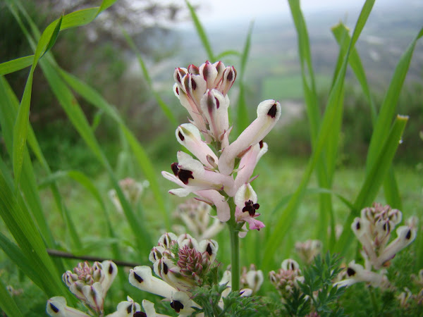 Hierba de la Culebra | Project Noah