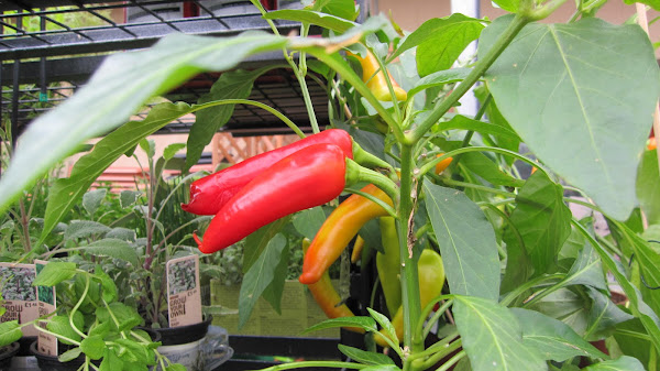 Chilli | Project Noah