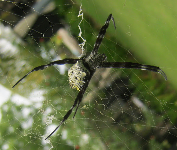 East Asian Signature Spider | Project Noah