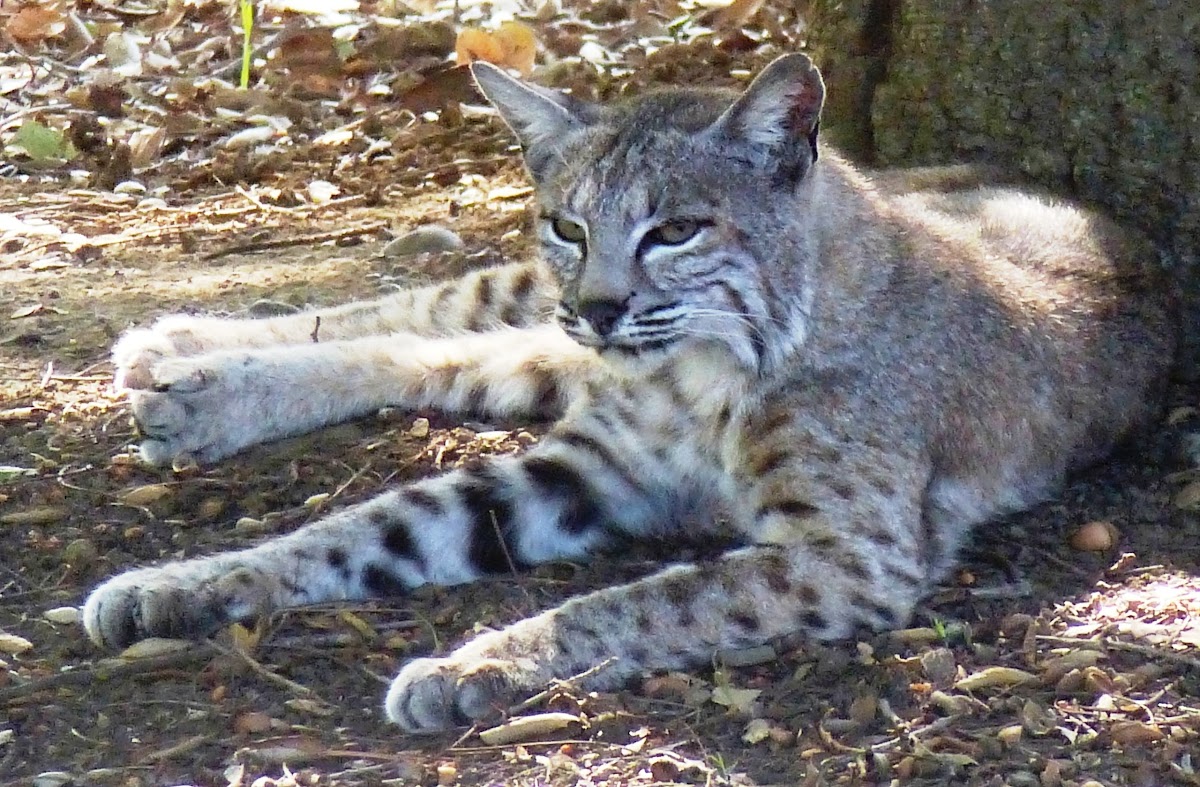 Bob Cat | Project Noah