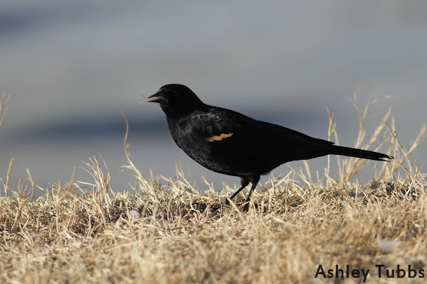 Red-winged Blackbird | Project Noah