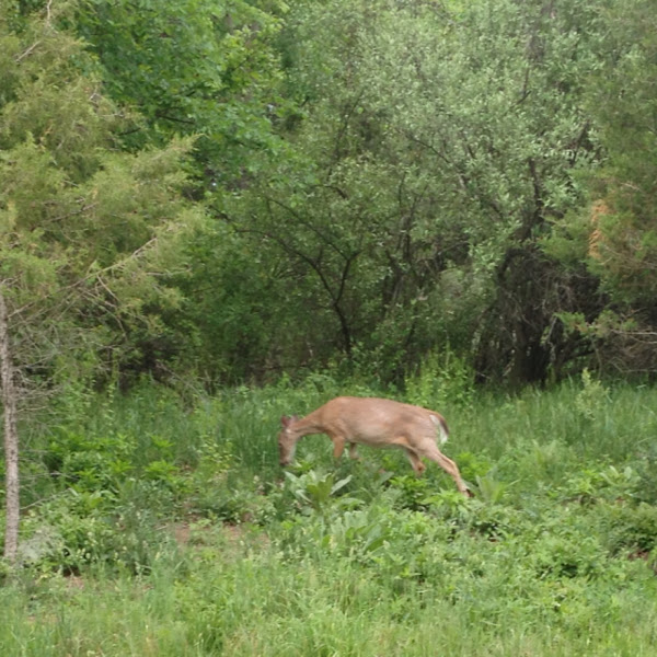 White-tailed Deer | Project Noah
