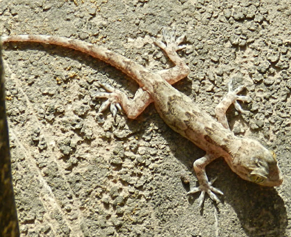 Bark Gecko | Project Noah