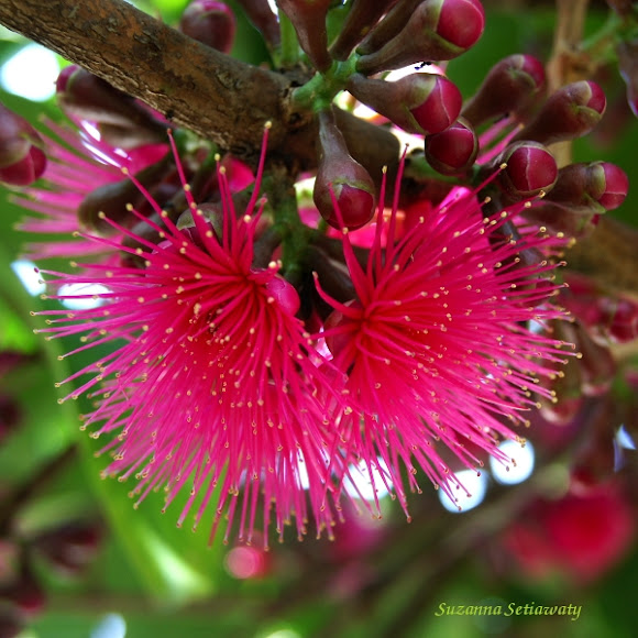Malay rose apple | Project Noah