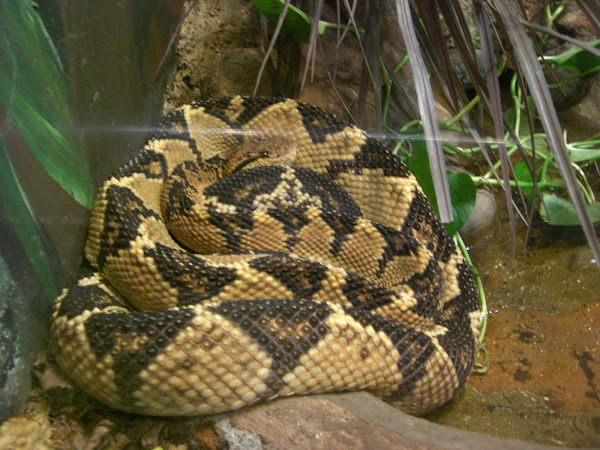 South American Bushmaster | Project Noah