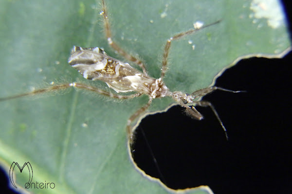 Thread legged assassin bug | Project Noah