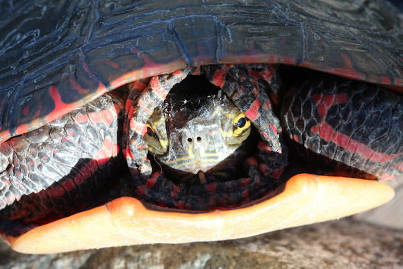 Midland Painted Turtle | Project Noah