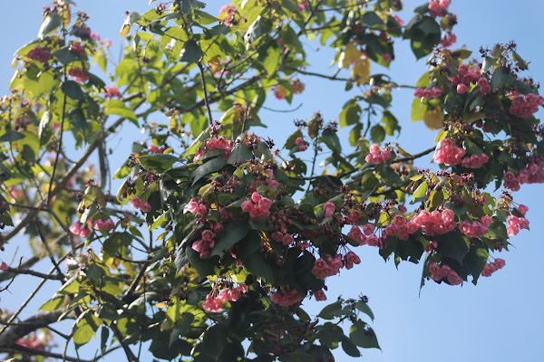 Mahot rose | Project Noah