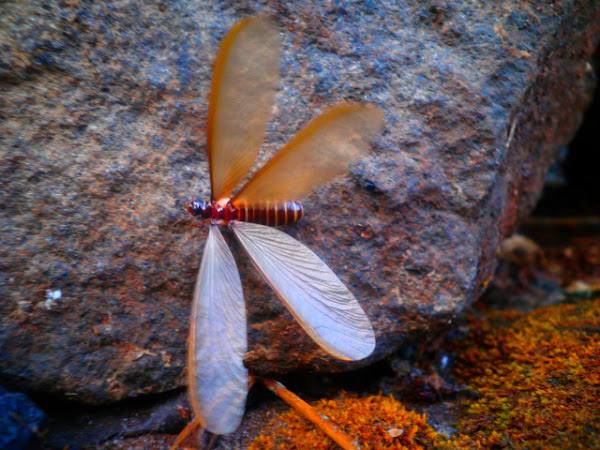 Termite / laron ( indonesia | Project Noah