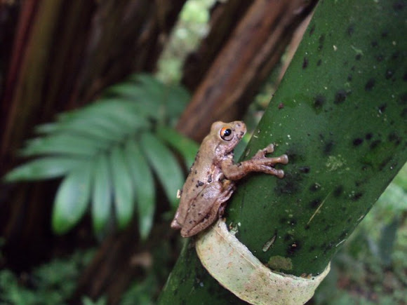 Small-eared Treefrog | Project Noah