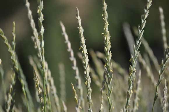 Pubescent Wheatgrass