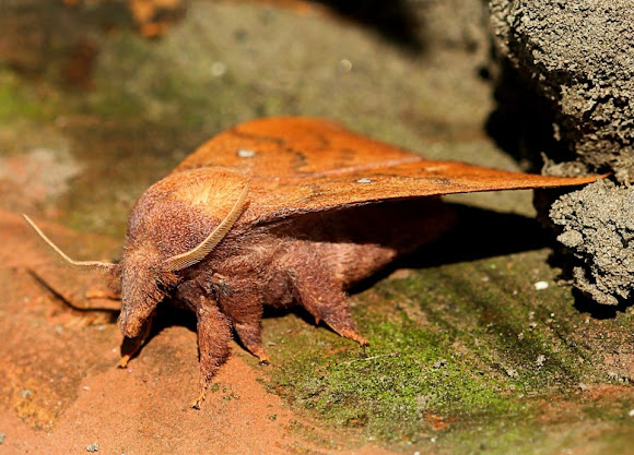 Snout moths | Project Noah