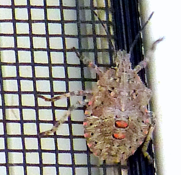 Tree Stink Bug(Nymph) | Project Noah